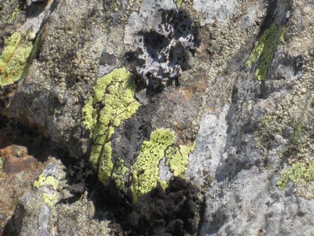 HORMIGÓN BIOLÓGICO | Construinnova